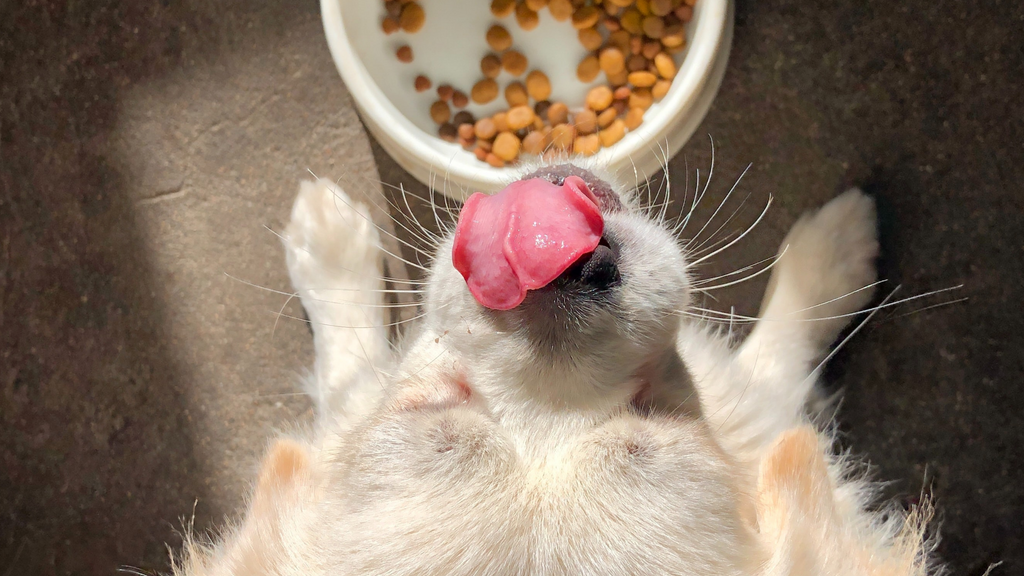 5 Important Differences between Fresh Food and Kibble – Opal Pets